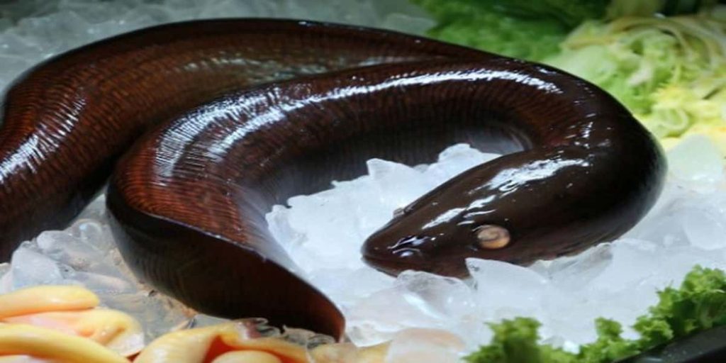 Is Eel Halal The Ultimate Guide To Eating Halal Eel Safely Is Eel Halal The Ultimate Guide To Eating Halal Eel Safely