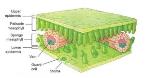 How Is A Palisade Cell Adapted To Its Function? Nature's Photosynthetic ...