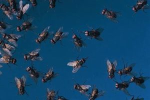 Why Do Flies Follow Me? Annoying or Alarming! - The Daily Manchester