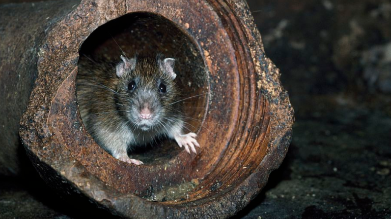 The Comprehensive Guide: Preventing Rat Infestation in Drains - The ...